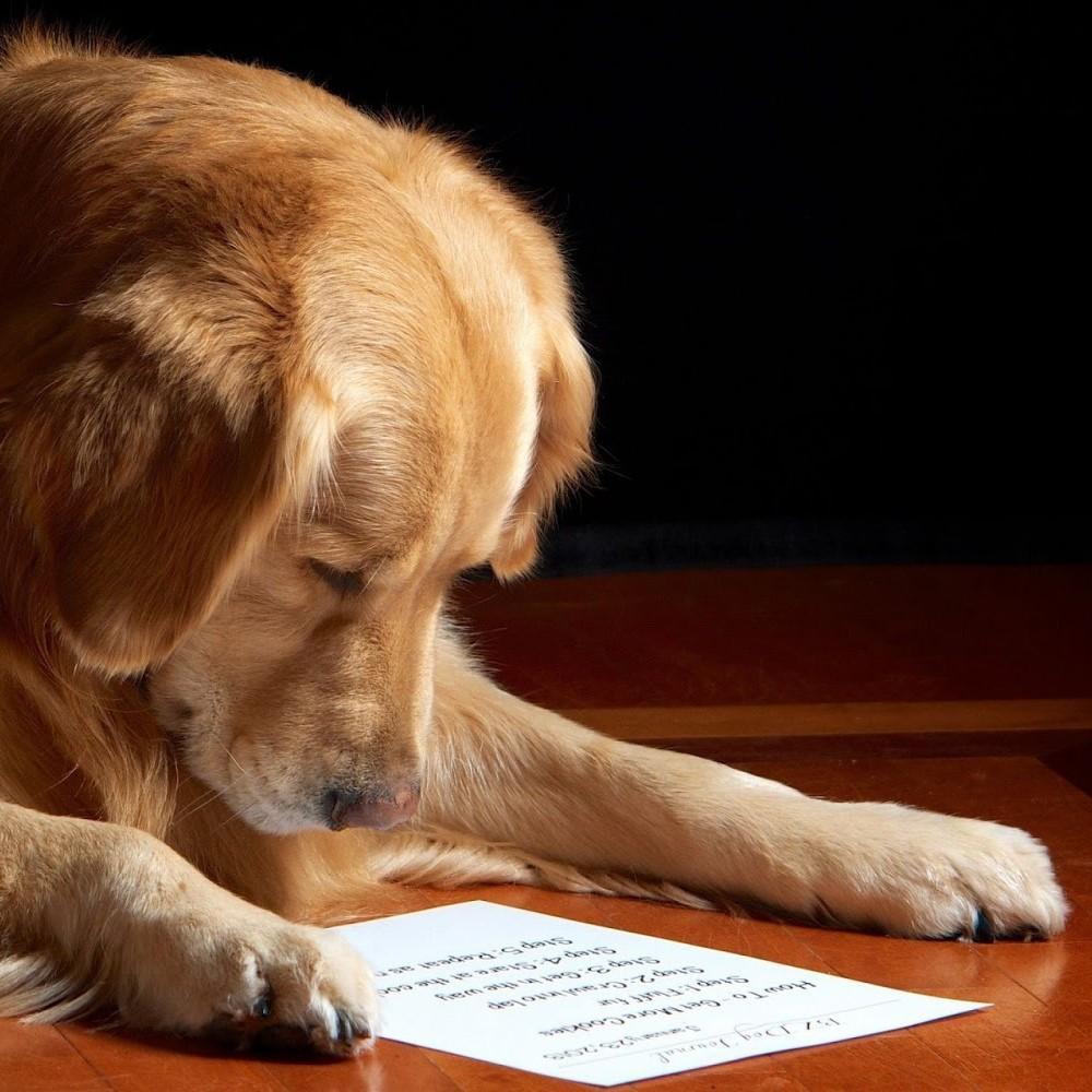 Letter From an Adopted Dog to Her Owner