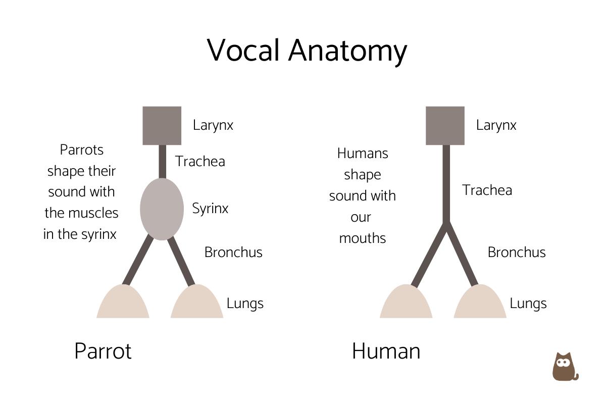 Why Can Parrots Talk Like Humans? - Parrot's Vocal Anatomy