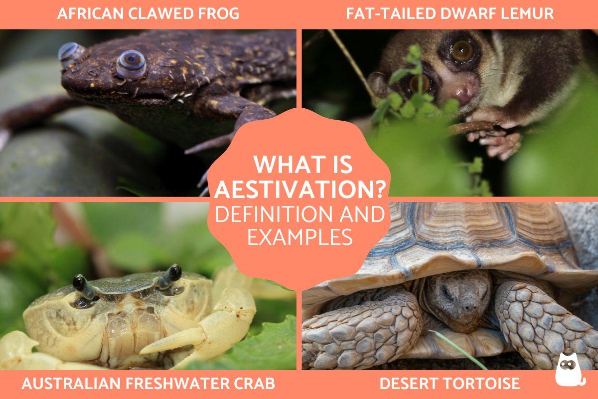 Aestivation in Animals - Meaning, Examples, and Key Facts