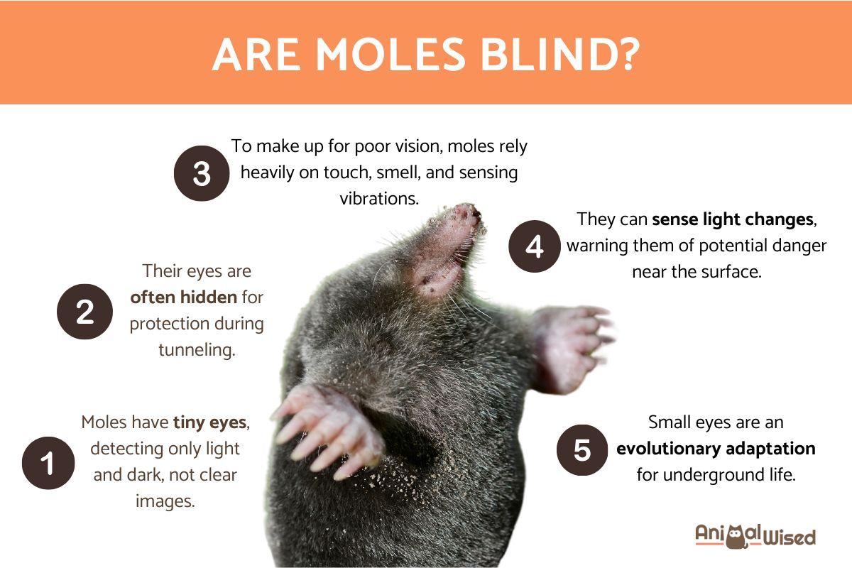 Are Moles Blind or Just Near-Sighted?