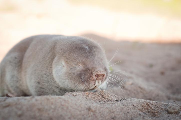 Are Moles Blind or Just Near-Sighted?