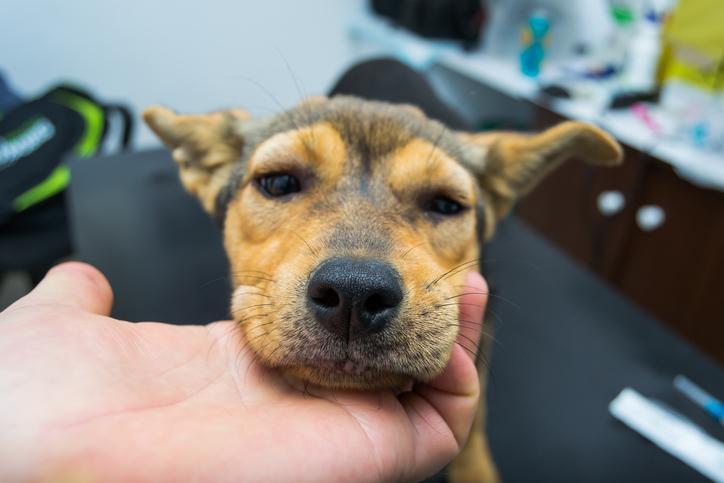 My Dog Got Stung by a Wasp, What Should I Do? - Symptoms and Treatment