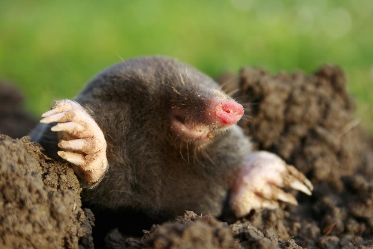Are Moles Blind or Just Near-Sighted?