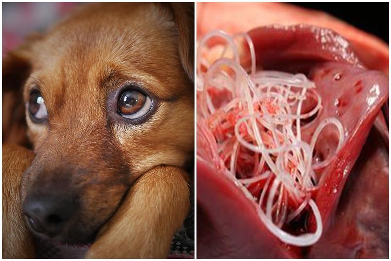 Heartworm in dogs - Symptoms, Treatment And Prevention