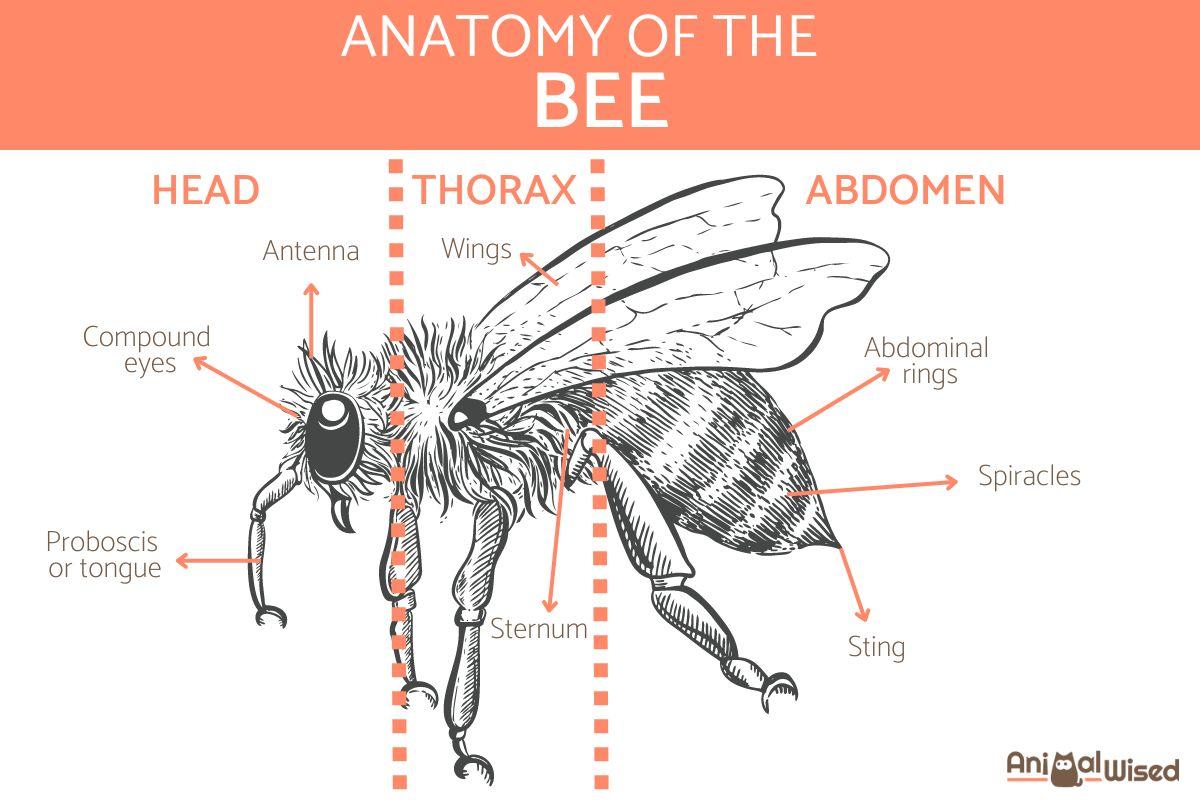 What Are the Parts of the Bee? - The Anatomy of Bees