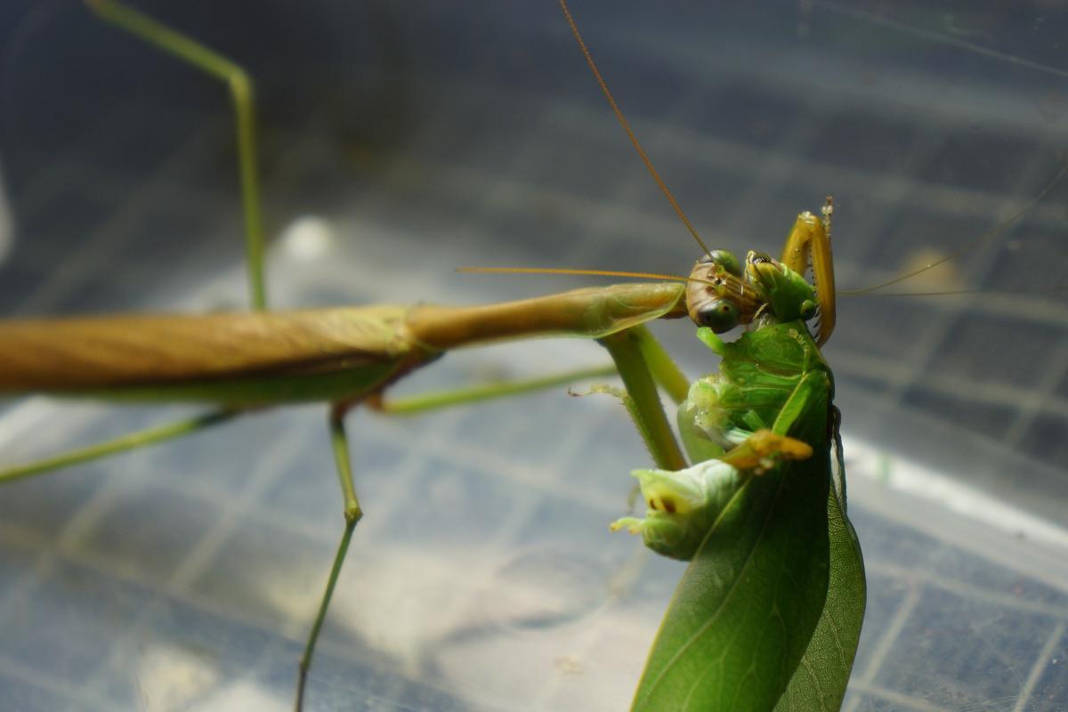 Praying Mantis Cannibalism - Why Do Females Eat Their Mates?