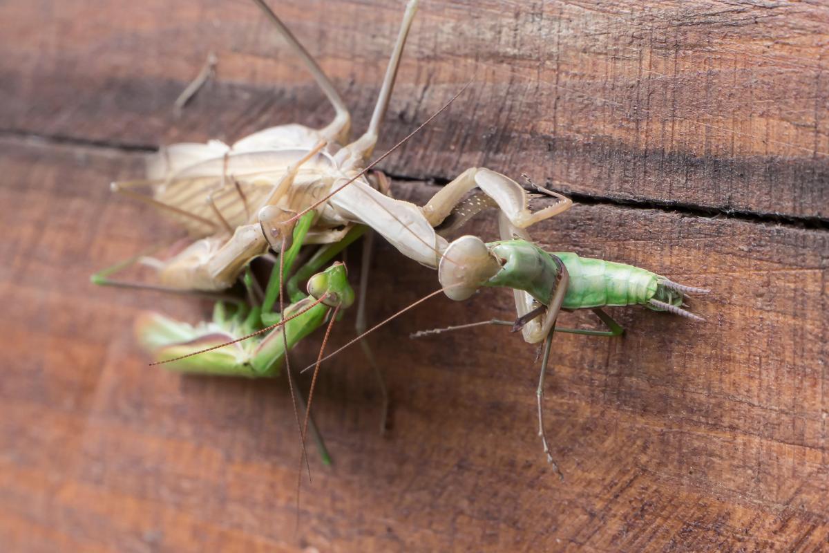 Praying Mantis Cannibalism - Why Do Females Eat Their Mates?