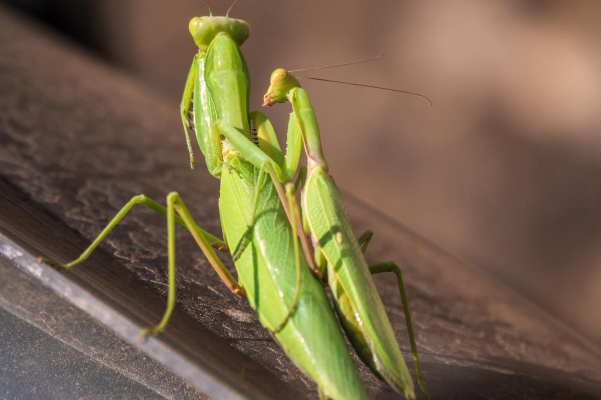 Praying Mantis Cannibalism - Why Do Females Eat Their Mates?