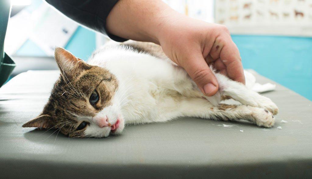 My Cat Can’t Walk on Their Back Legs Properly - Causes of Cat Limping