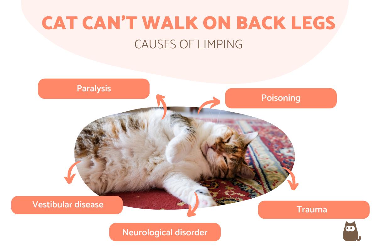 My Cat Can’t Walk on Their Back Legs Properly - Causes of Cat Limping