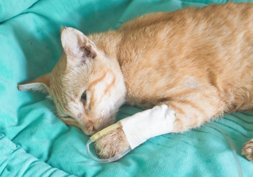 My Cat Can’t Walk on Their Back Legs Properly - Causes of Cat Limping