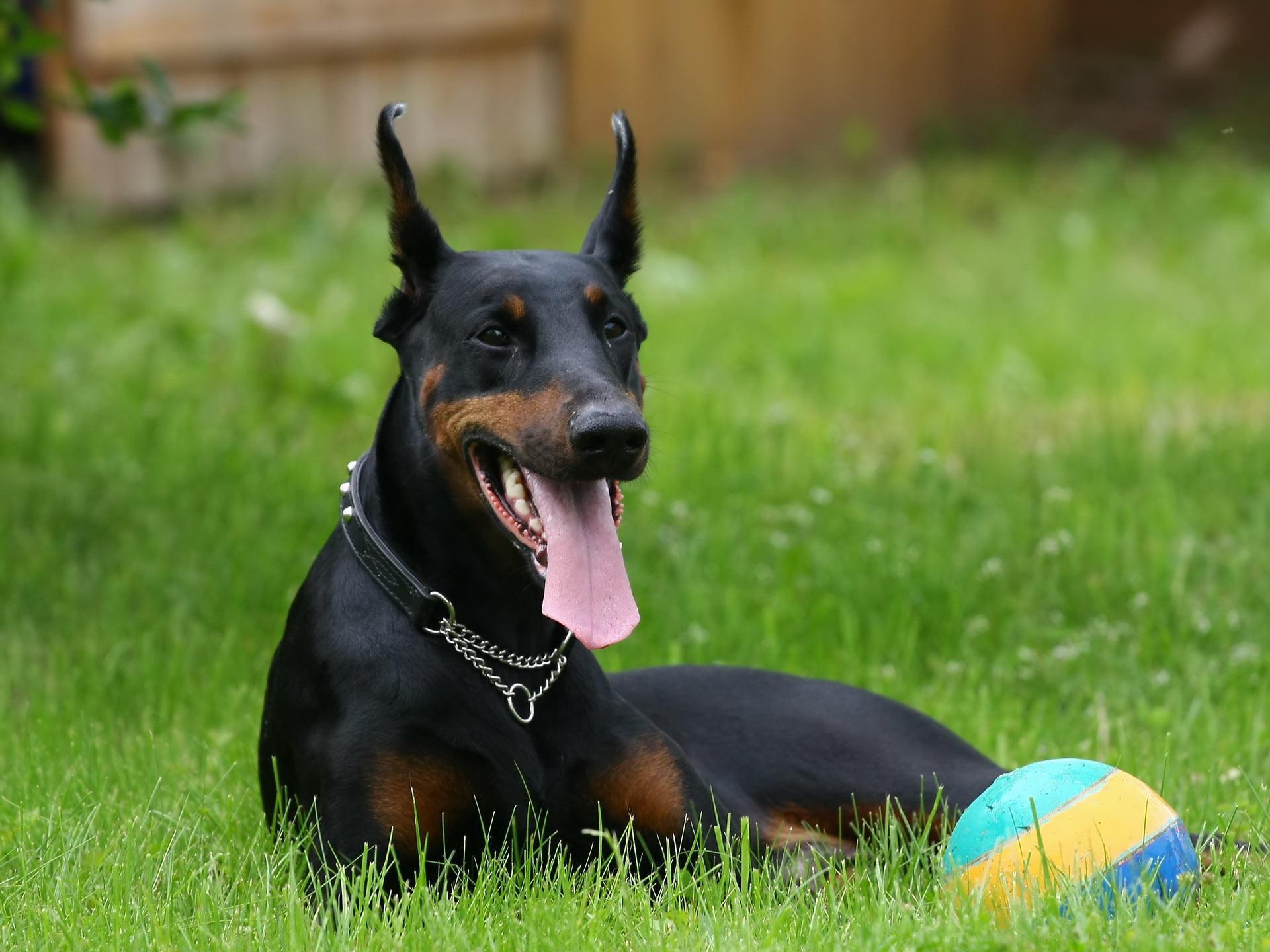 The Origin of the Doberman: History and Fun Facts