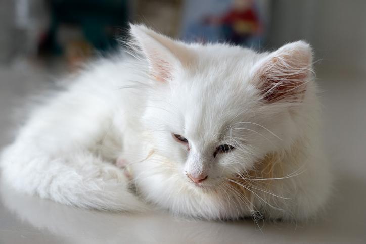 Azotemia in cats - Types, Symptoms and Treatment