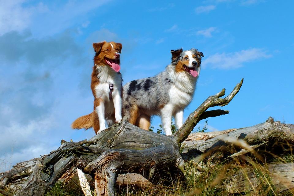 Marathi Names for Dogs With Meanings