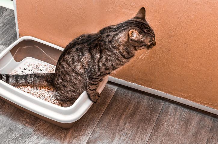 Azotemia in cats - Types, Symptoms and Treatment