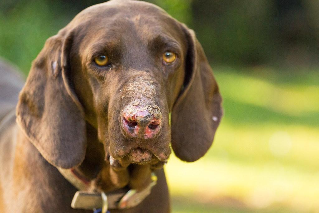 Types of Lupus in Dogs - Symptoms and Treatment