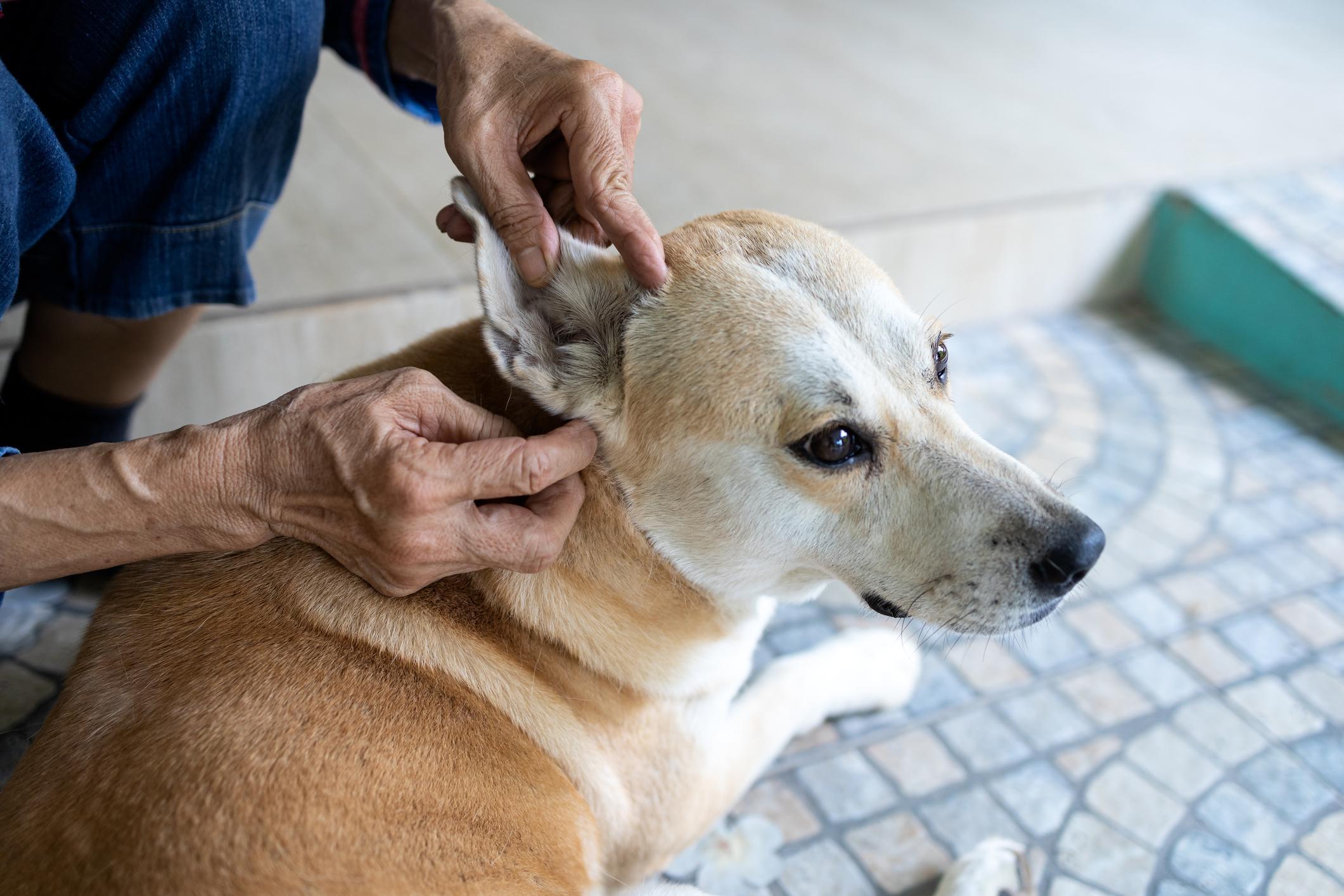 Bump on My Dog's Ear - Dog Ear Hematoma Causes and Treatment
