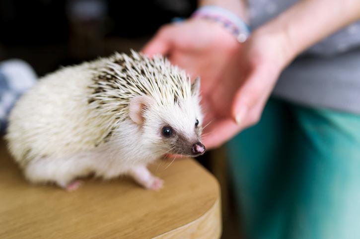 Cute Hedgehog Names - Male & Female - +100!