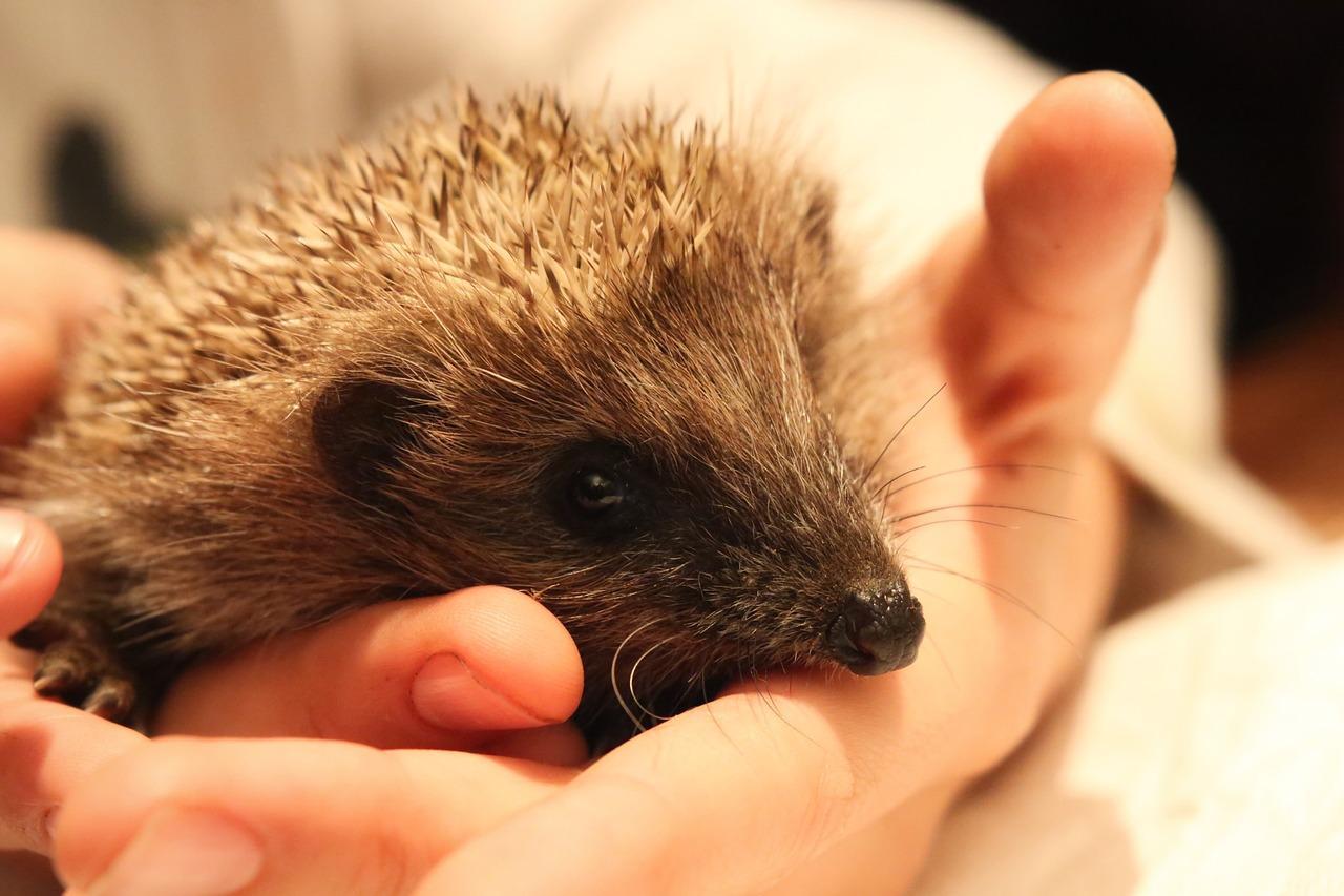 Cute Hedgehog Names - Male & Female - +100!