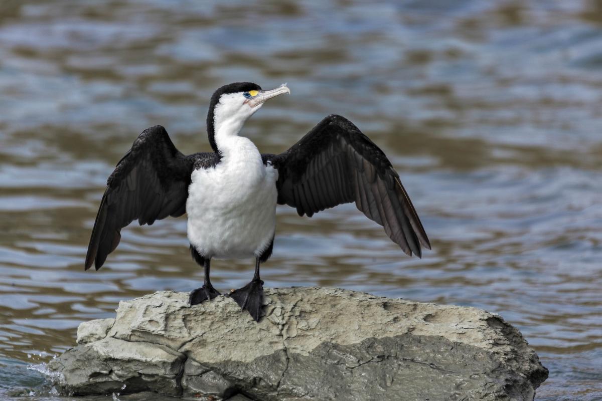 Types of Cormorants - Comorant Family Birds