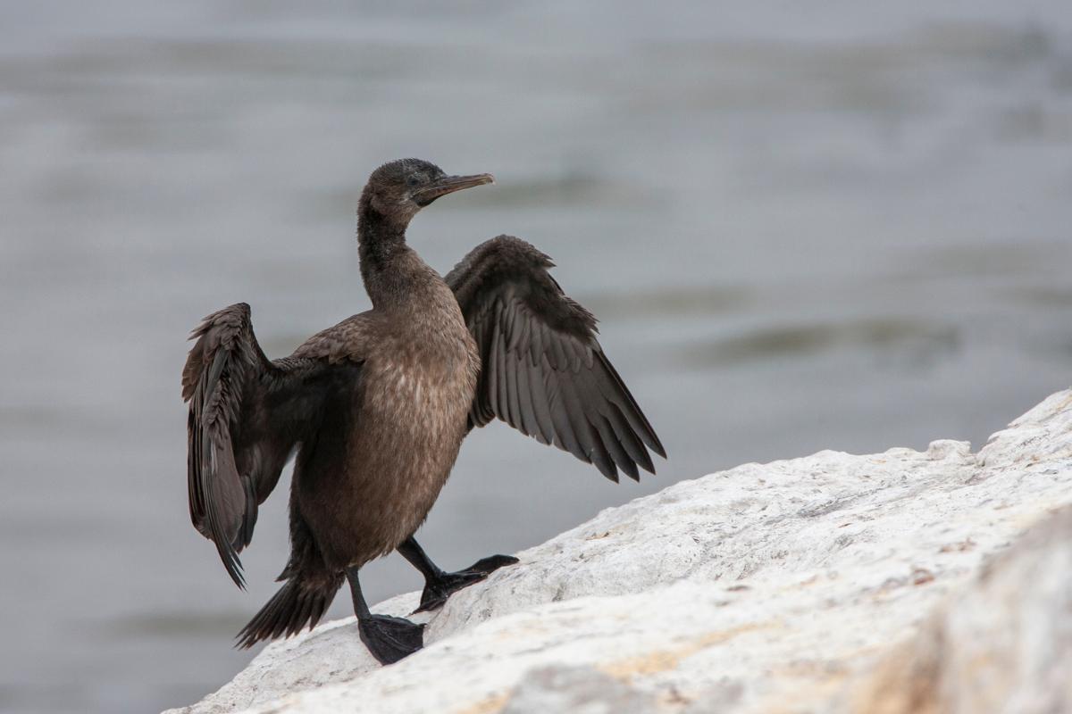 Types of Cormorants - Comorant Family Birds