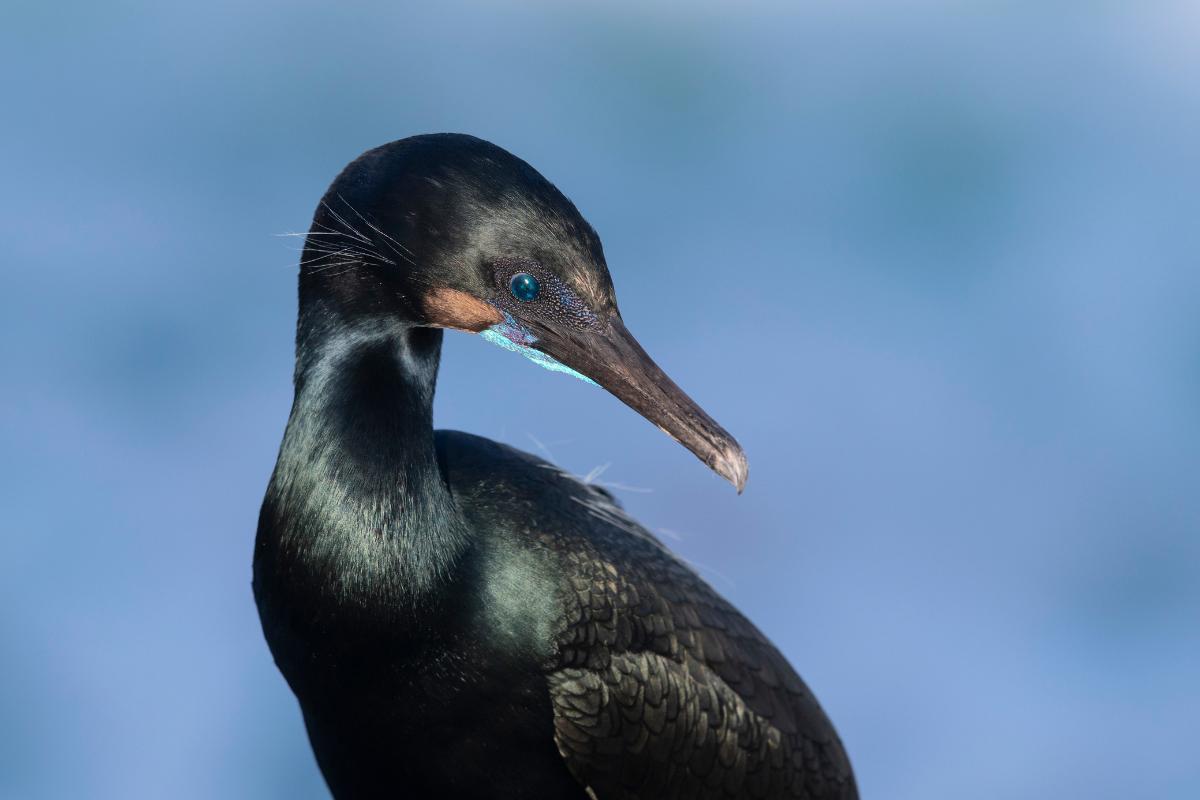 Types of Cormorants - Comorant Family Birds