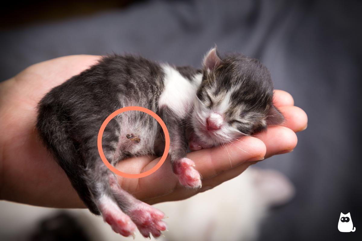 Do Cats Have Belly Buttons? - Cat Navels