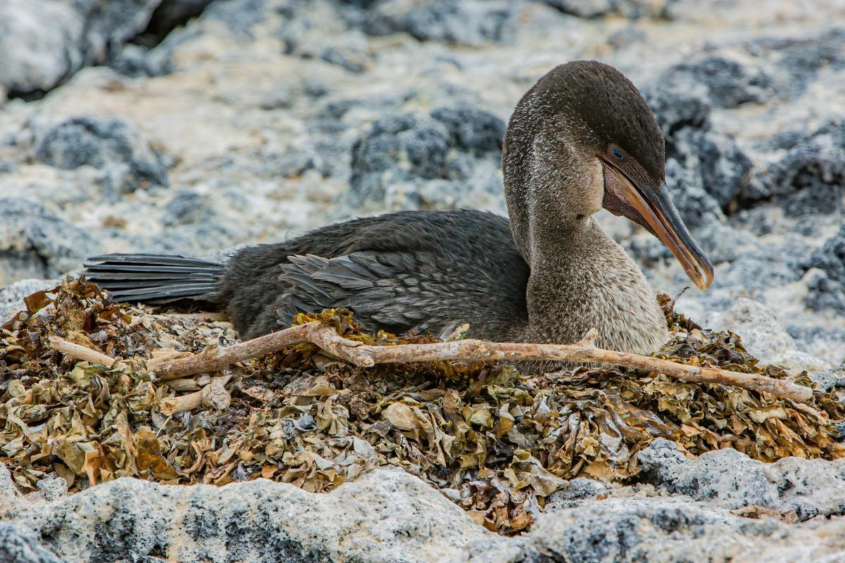 Types of Cormorants - Comorant Family Birds