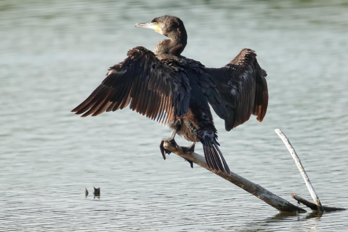 Types of Cormorants - Comorant Family Birds