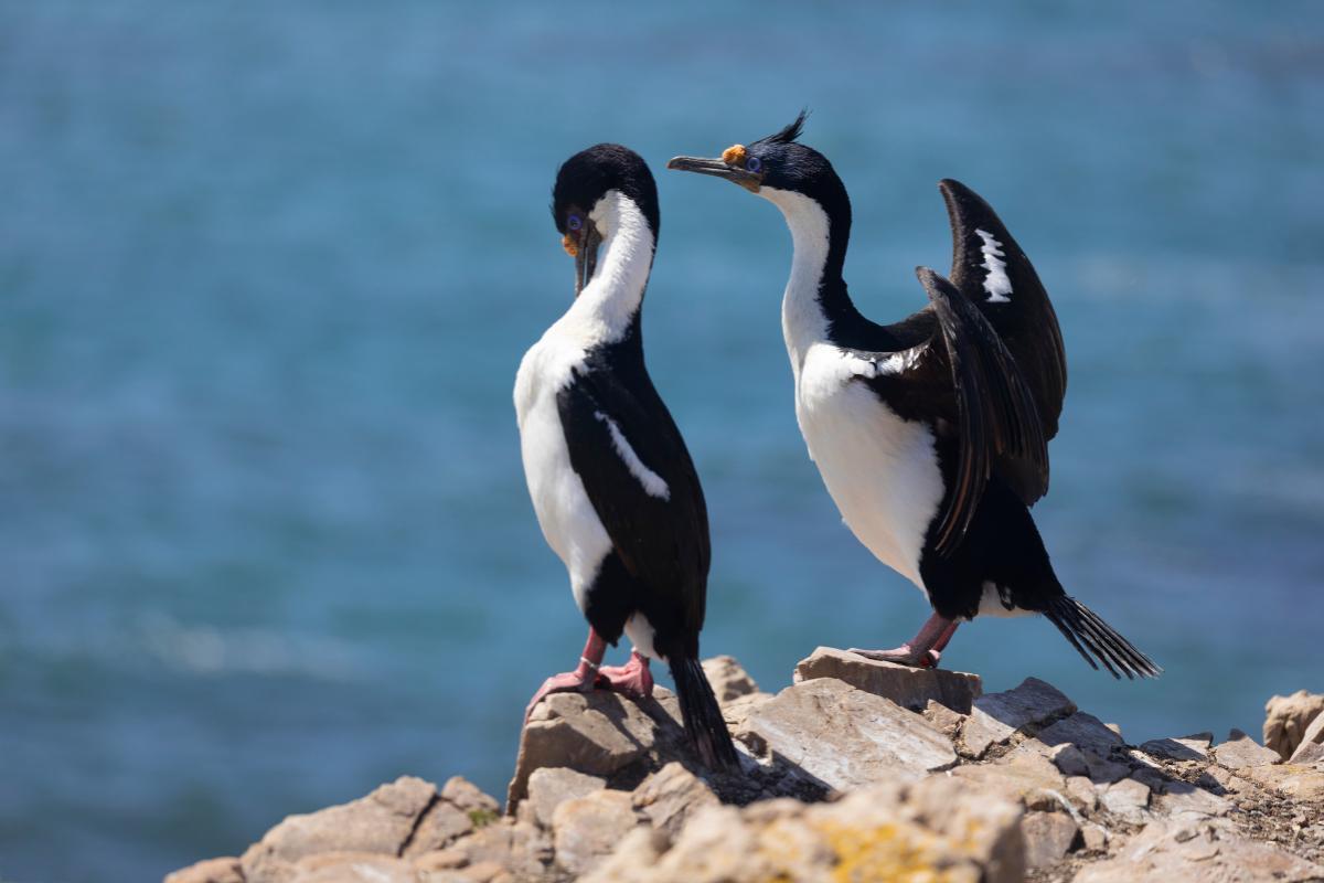 Types of Cormorants - Comorant Family Birds
