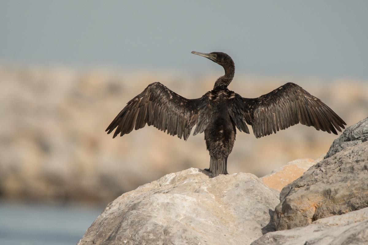 Types of Cormorants - Comorant Family Birds