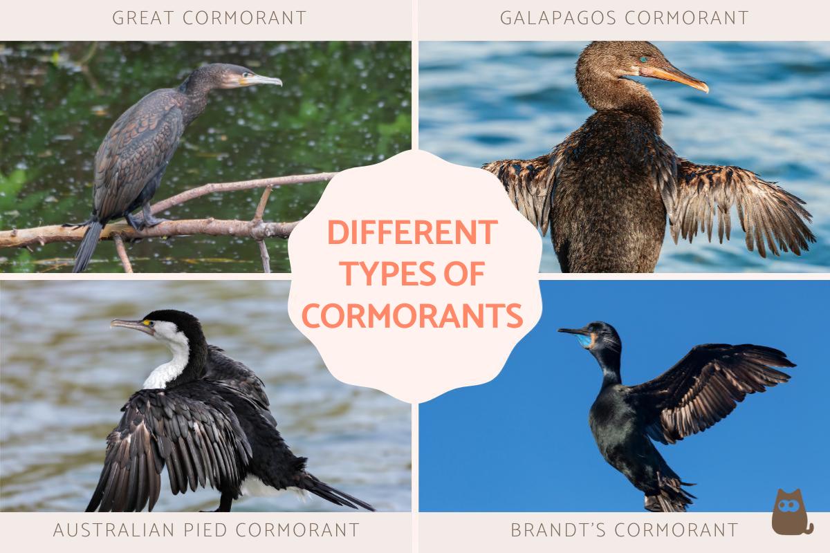 Types of Cormorants - Comorant Family Birds