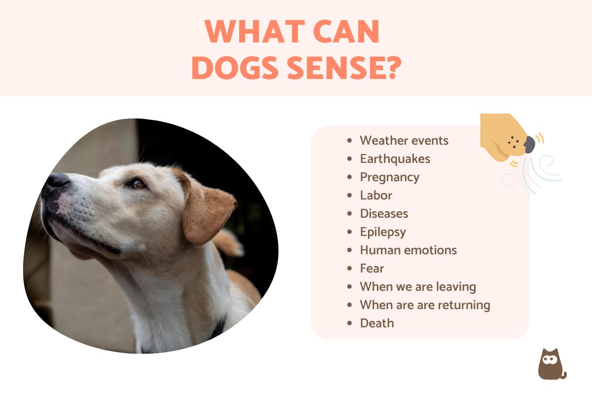 What Can Dogs Sense? - Emotions, Diseases and More