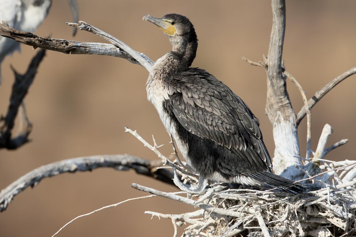 Types of Cormorants - Comorant Family Birds