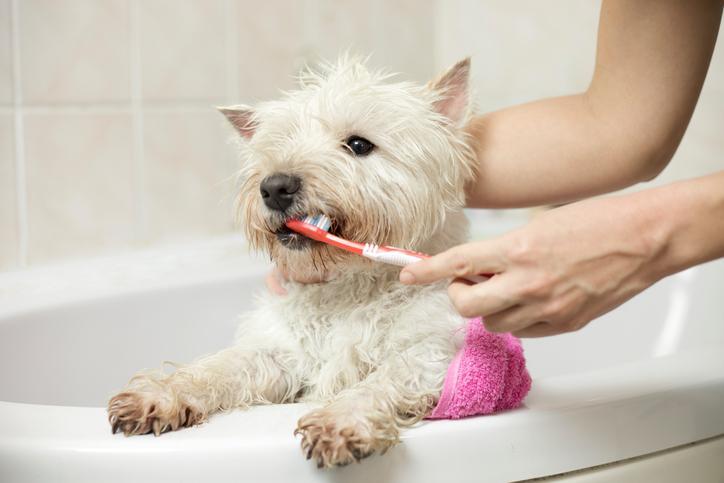 How To Make Homemade Toothpaste for Dogs - 5 Easy Recipes