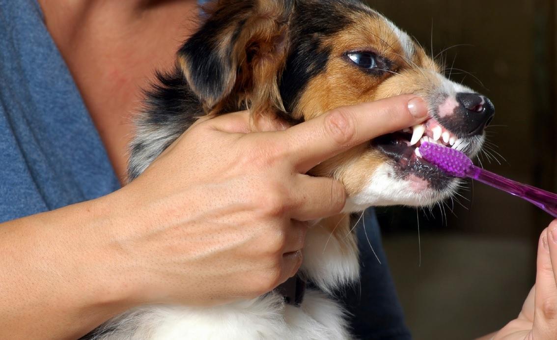 How To Make Homemade Toothpaste for Dogs - 5 Easy Recipes