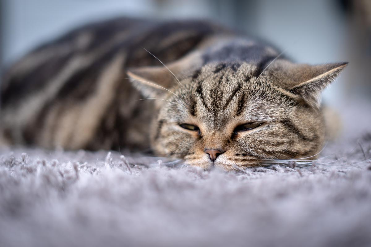 My Cat Is Shaking - Causes and Treatment