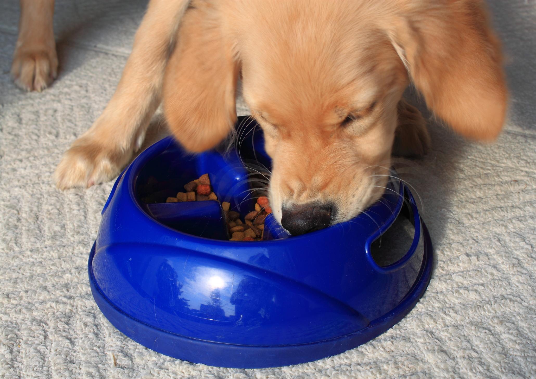 Benefits of Slow Feeders for Dogs - Best Feeder Dog Bowls for You