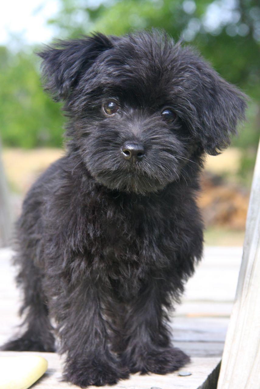 Crossbred or Designer Dogs: The 12 Most Popular Breed Crossings