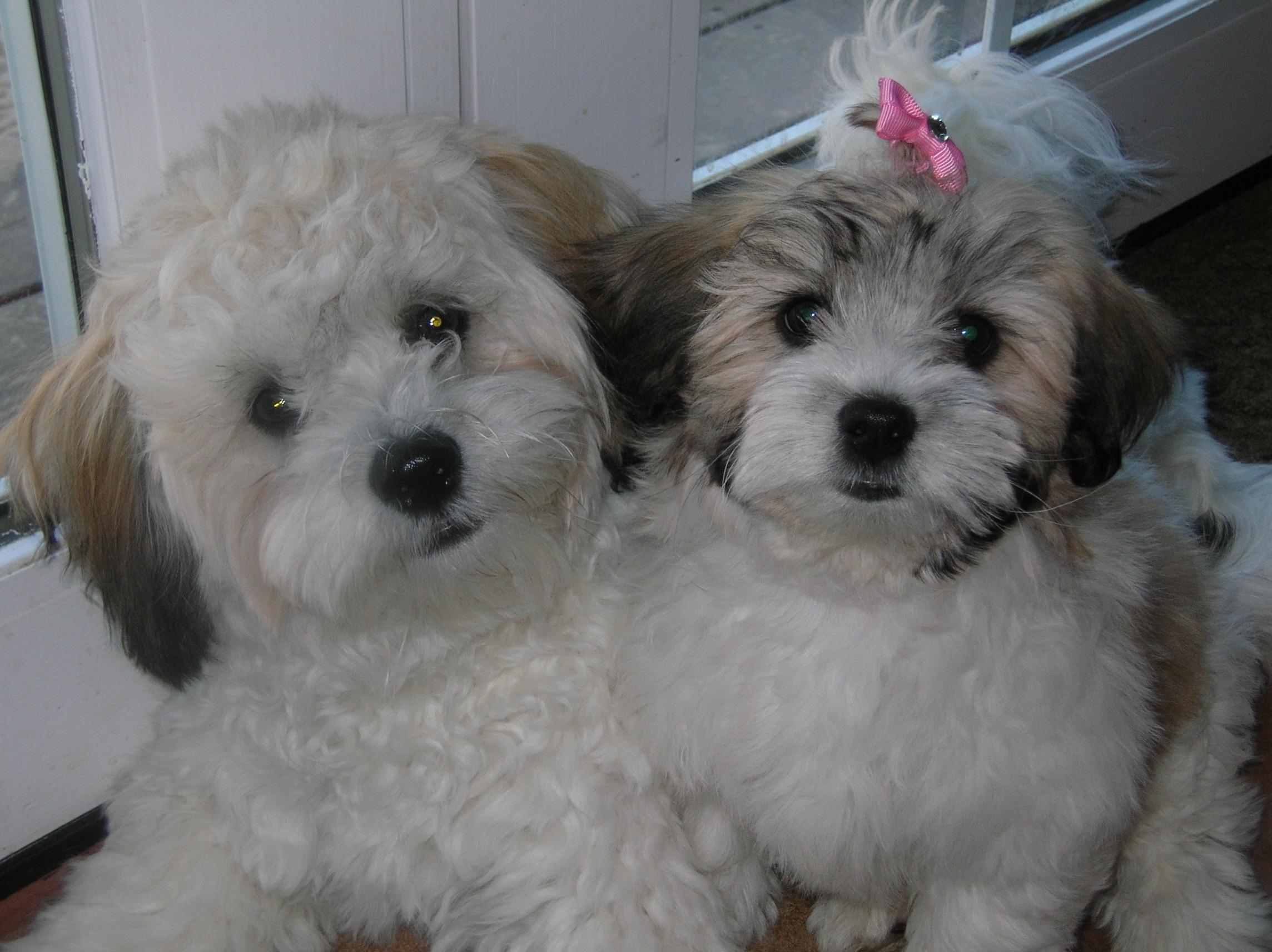 Crossbred or Designer Dogs: The 12 Most Popular Breed Crossings