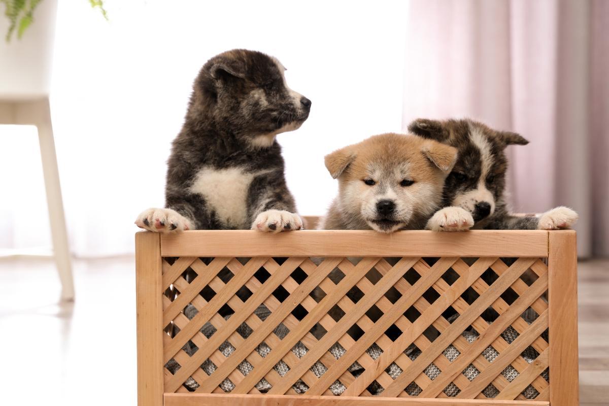 Can Dogs Get Pregnant by Multiple Fathers? - Same Litter Different Fathers