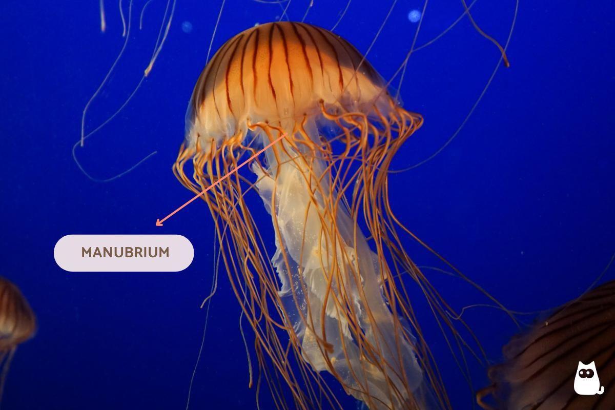 A Look Inside the Jellyfish's Body - Exploring Their Unique Anatomy