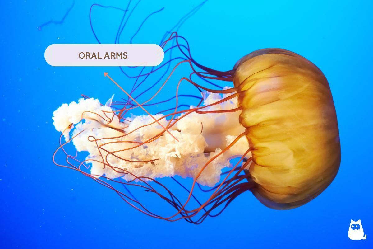 A Look Inside the Jellyfish's Body - Exploring Their Unique Anatomy