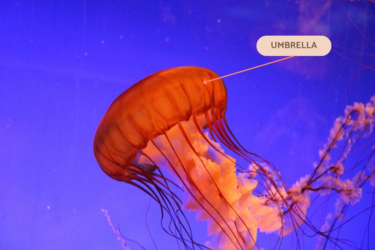 A Look Inside the Jellyfish's Body - Exploring Their Unique Anatomy