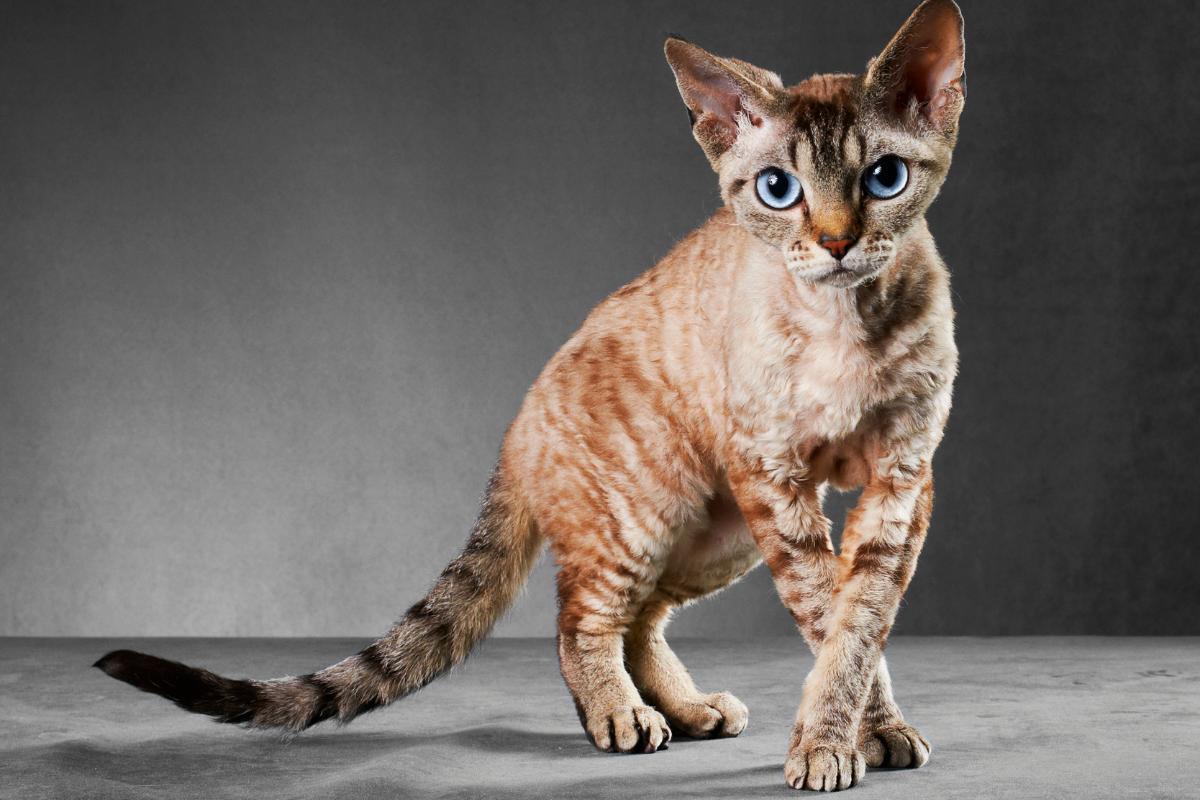 9 Curly Haired Cat Breeds - With Photos