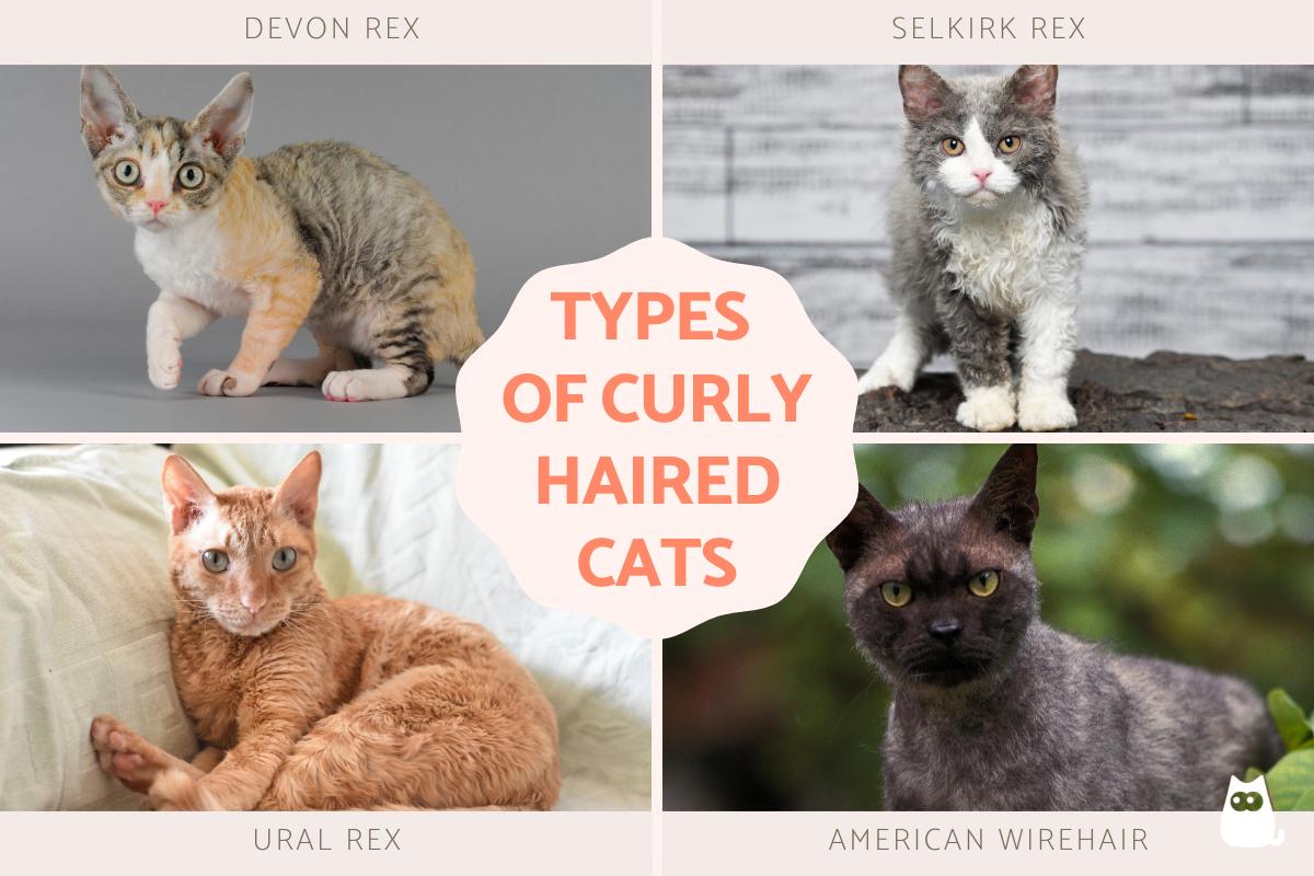 9 Curly Haired Cat Breeds - With Photos