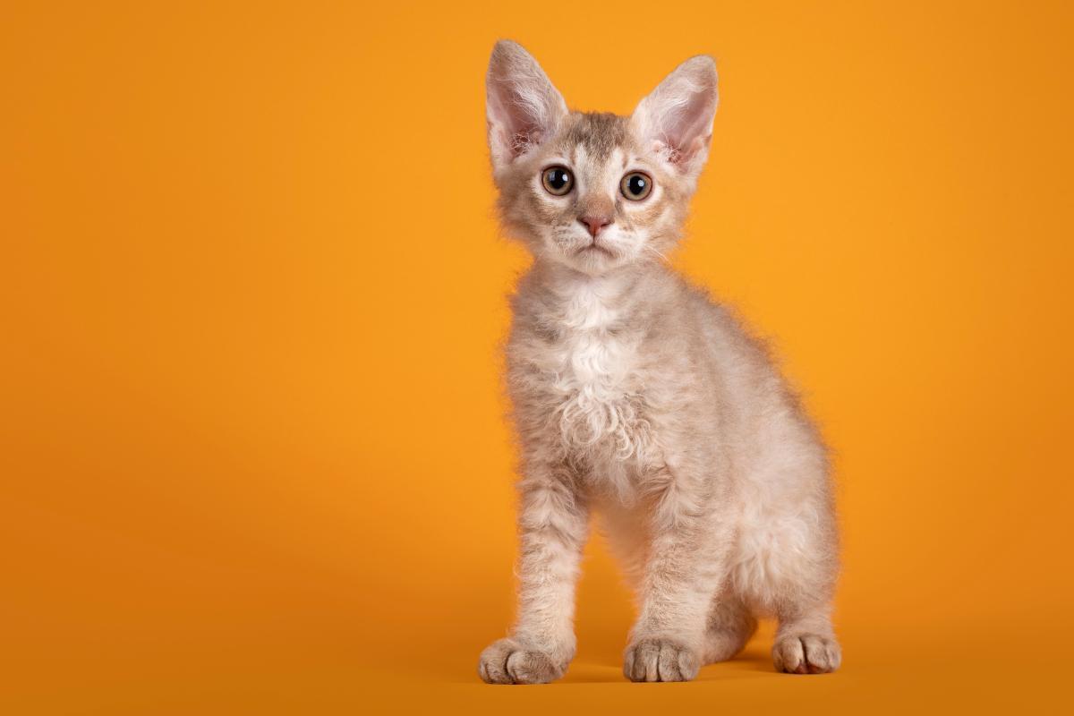 9 Curly Haired Cat Breeds - With Photos