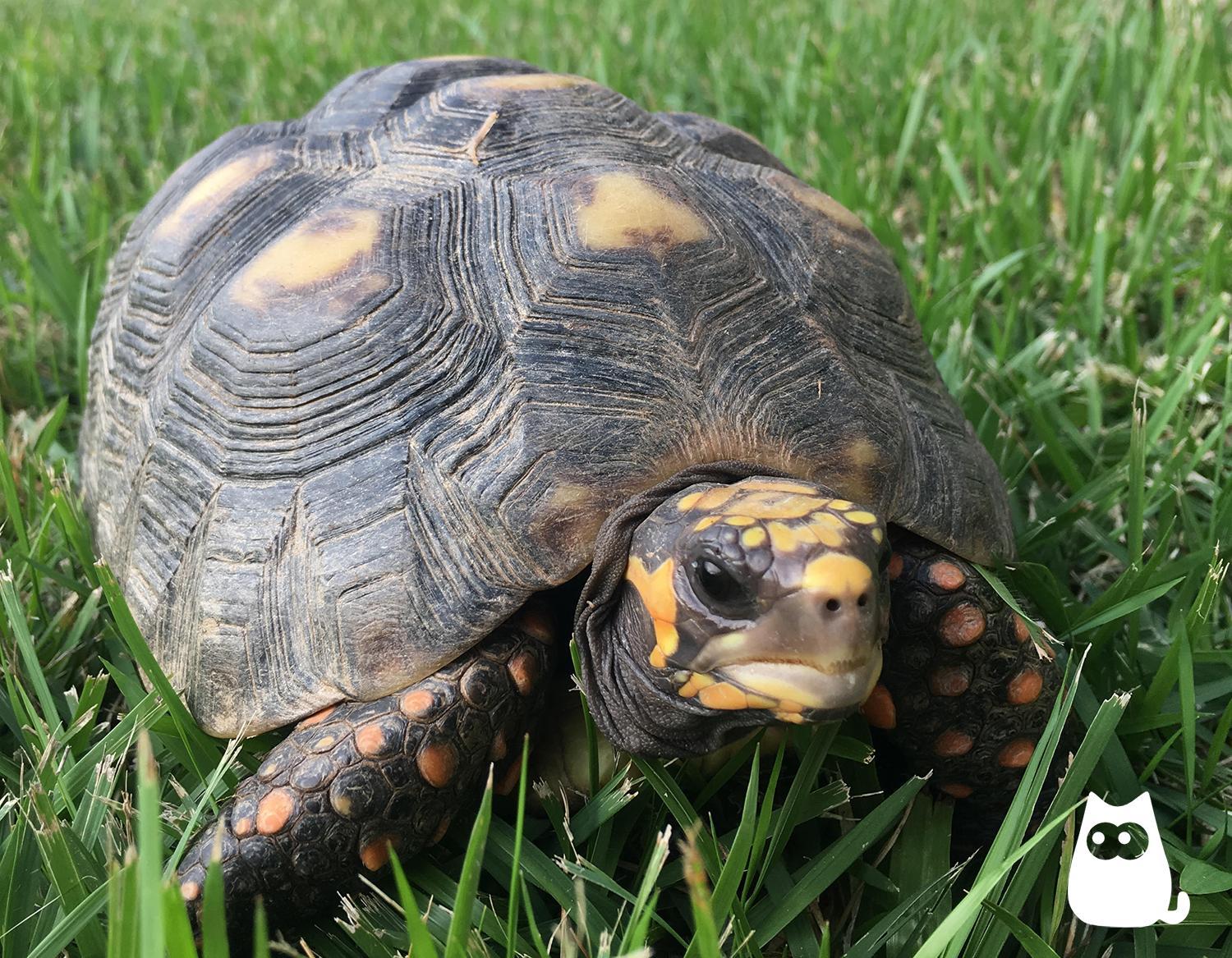 Pet Turtles: Care Guide, Food and More