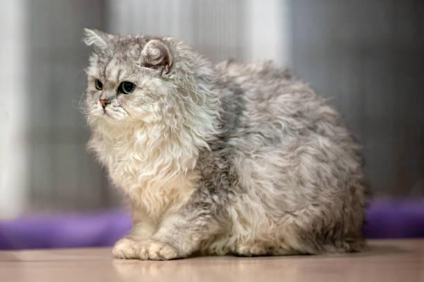 9 Curly Haired Cat Breeds - With Photos