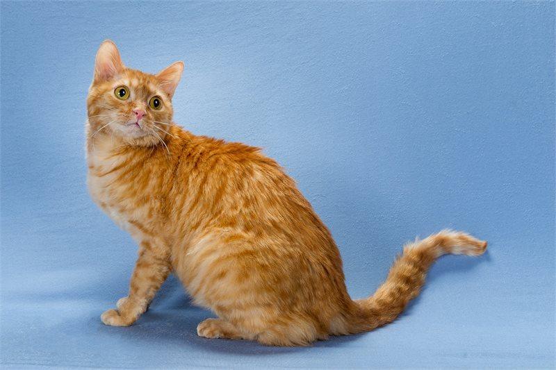 9 Curly Haired Cat Breeds - With Photos